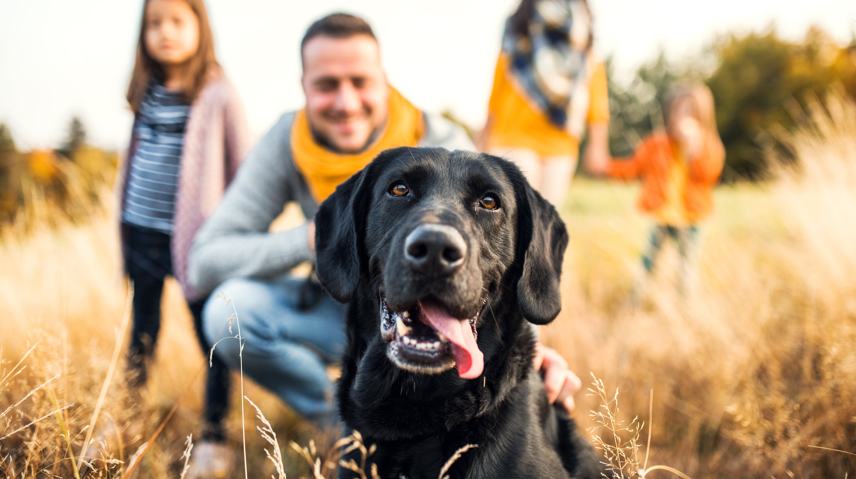 Alberta's Natural Raw Dog Food – Raw to Paw